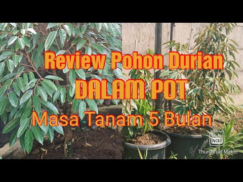 Review Pohon Durian Dalam POT di halaman rumah - YouTube