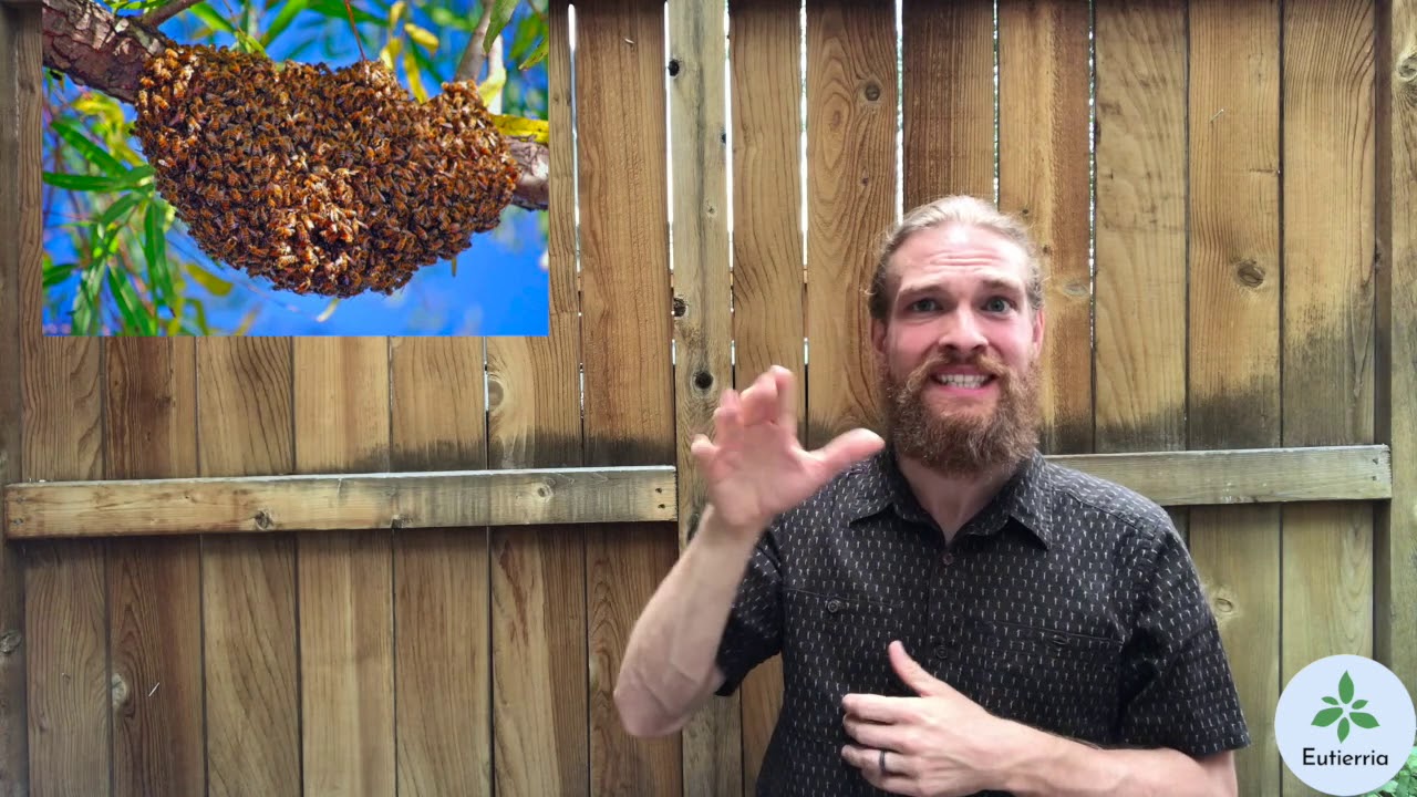 Aggressive Honey Bees at Joshua Tree National Park Force Multiple ...