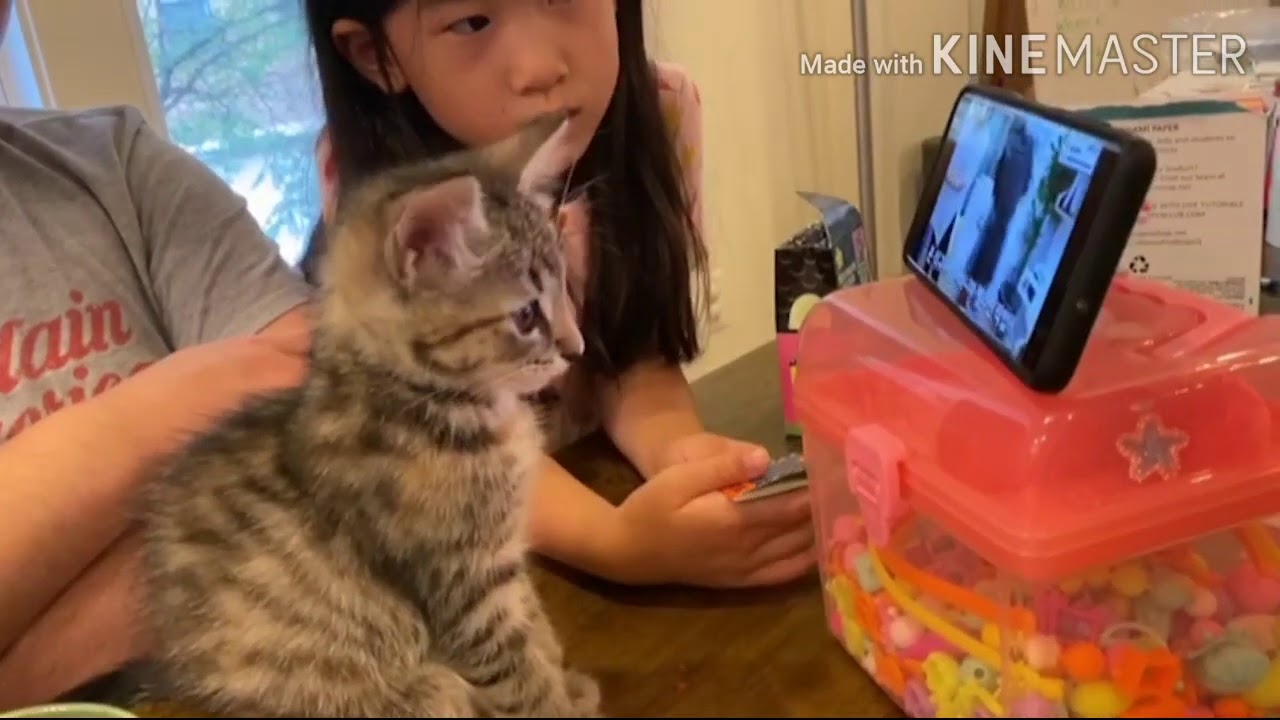 무지 심각한 고양이, Sympathetic cat, Serious cat - YouTube