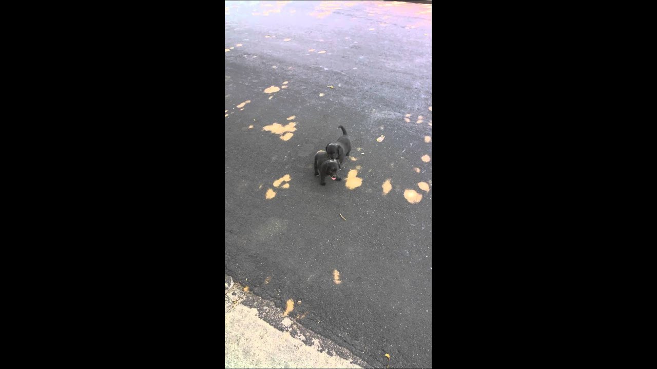 My cocker spaniel blue heeler mix puppies - YouTube