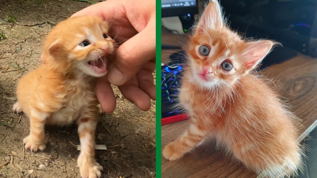 When you rescue a kitten's life, it will show you what true love is ...