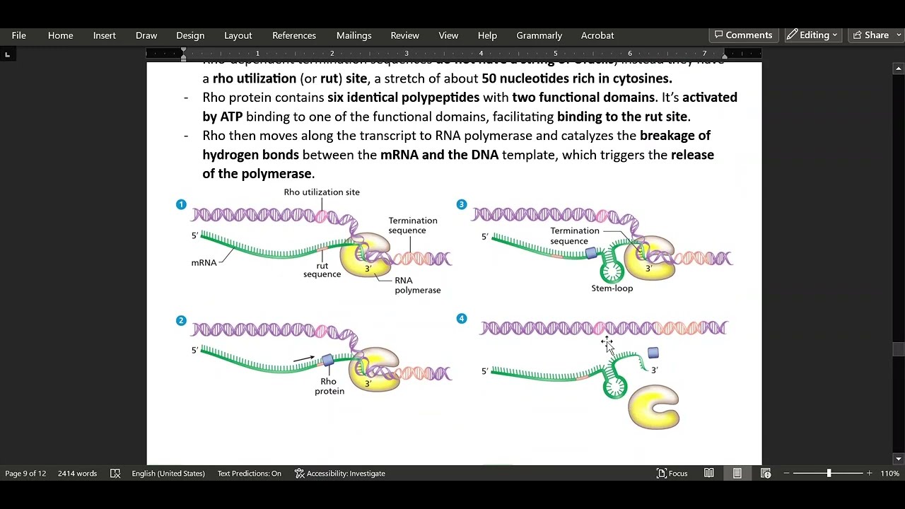 Revision 2. Molecular Biology of Transcription and RNA Processing - YouTube