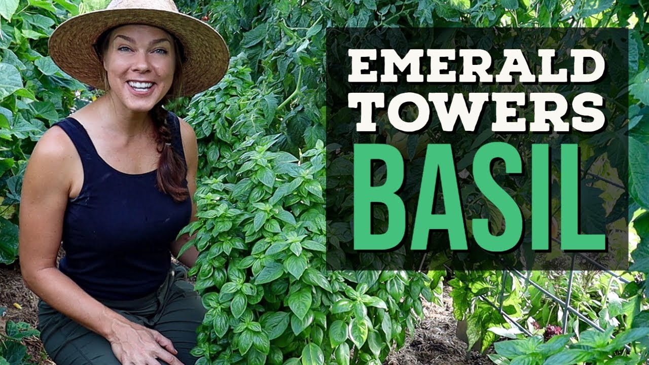 The Best Basil for the Home Garden- Emerald Towers Basil - YouTube