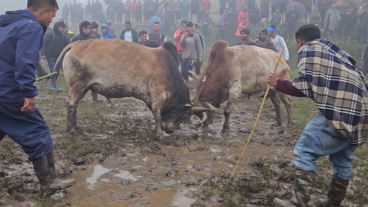 Bruce lee Donlang 🆚️ Lieh nongsor today - YouTube