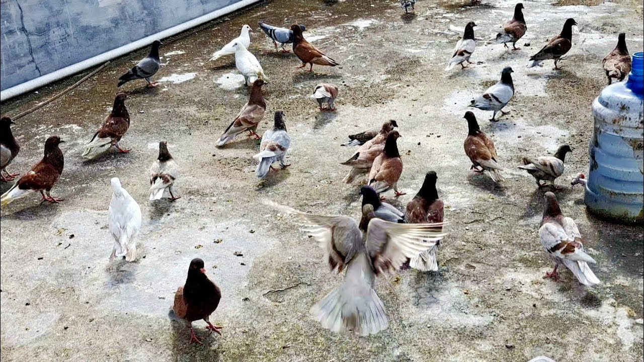 the best collection of pigeons - YouTube