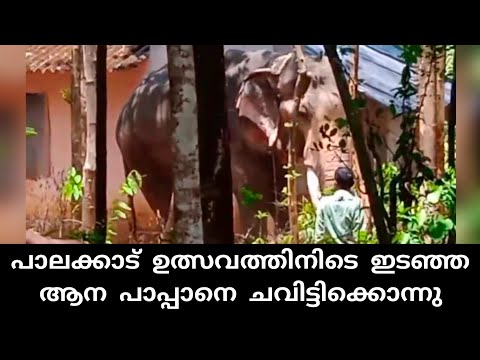 രാമൻ എന്ന പാപ്പാൻ ആണ് ആനയുടെ ചവിട്ടേറ്റ് കൊല്ലപ്പെട്ടത് | elephant attack palakkad today