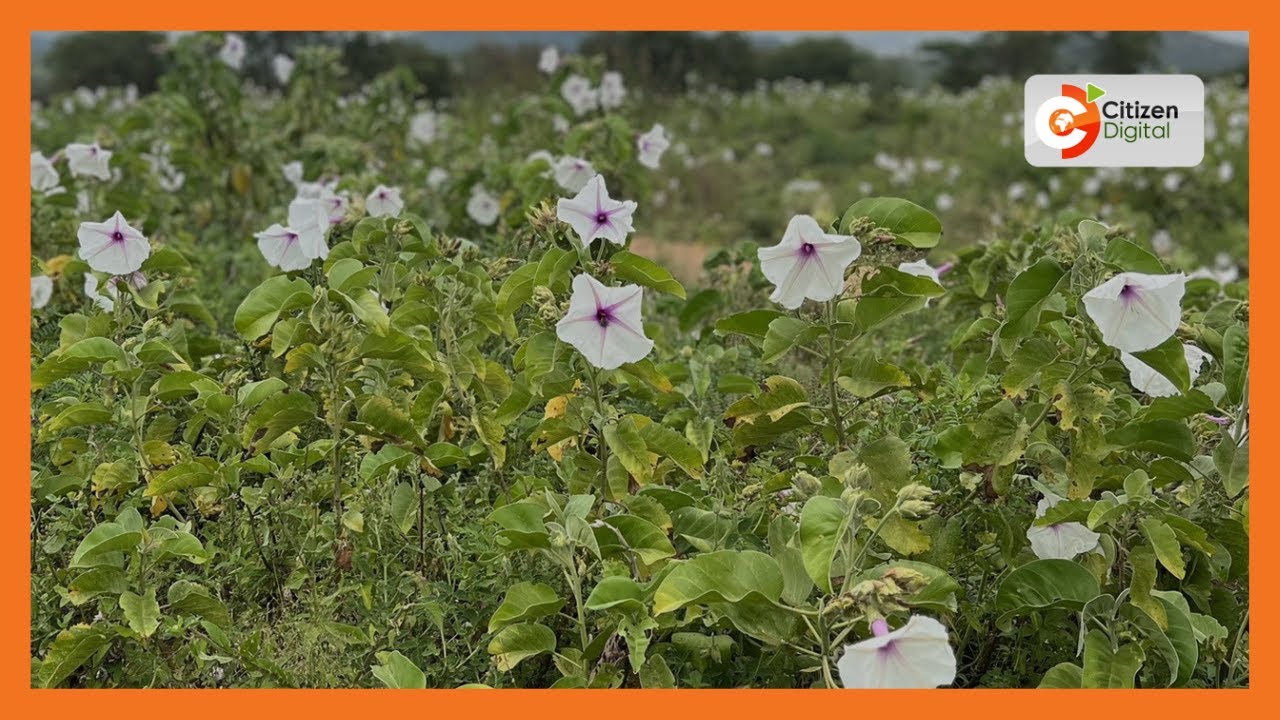 Invasive Ipomea plant has destroyed grazing fields in Kajiado - YouTube