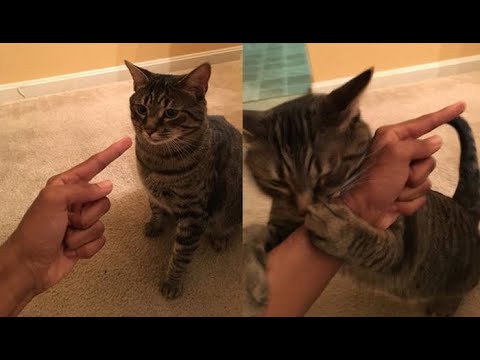 Funny Cat Time - YouTube