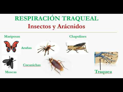 ¿Cómo respiran algunos animales? - YouTube