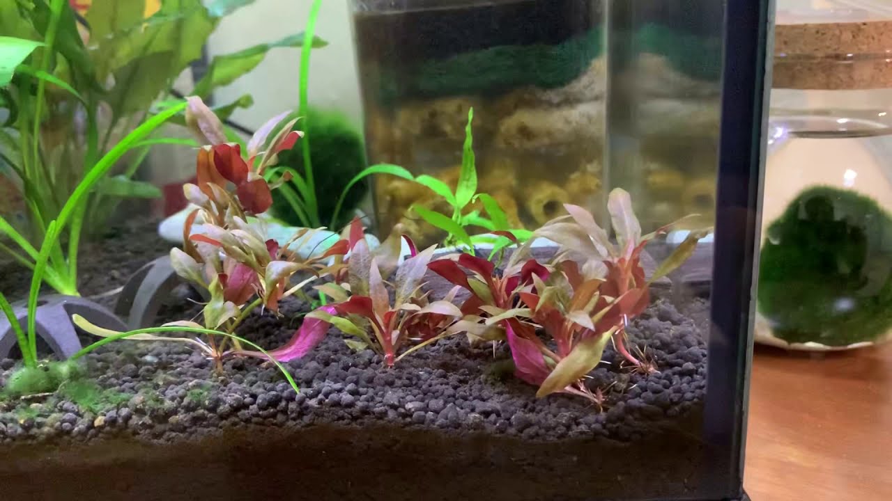 AR Mini Low Tech Day 4 - YouTube