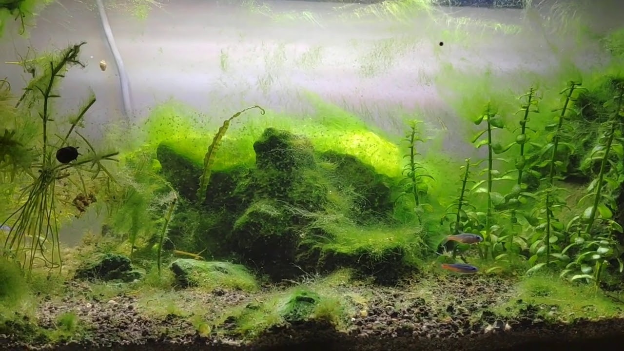 MENIKMATI AQUASCAPE PERTAMA BANYAK ALGAE, KELIATAN BAGUS JUGA ADA IKAN ...
