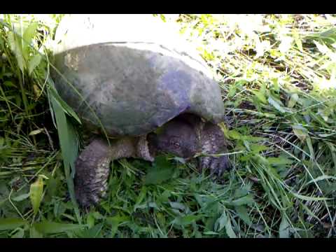 snapping turtle attacks St Louis Missouri - YouTube