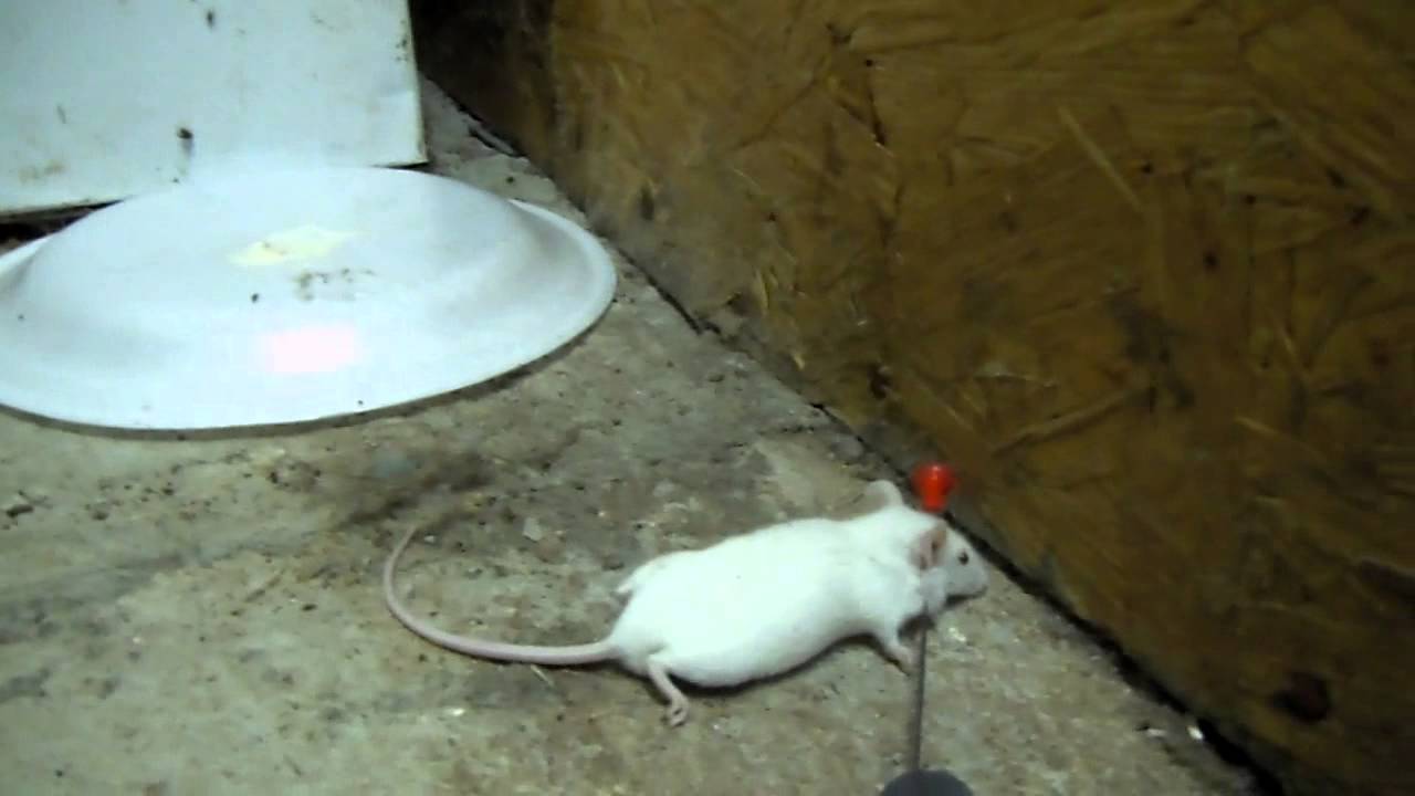mouse hunting 101 very graphic - YouTube