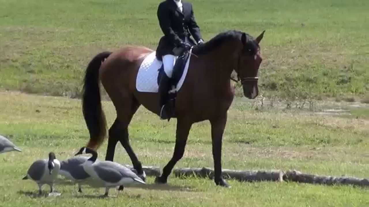 Sport Horse Versatility (SHV)/ Dressage Schooling Show, Intro - YouTube
