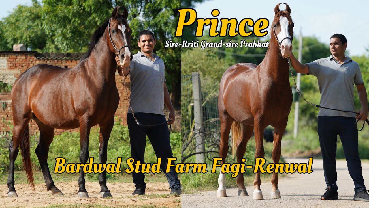 एक घोड़ी की सेवा से किसान को मिला मेवा अब लाइन स्टार्ट #Bardwal_Stud ...