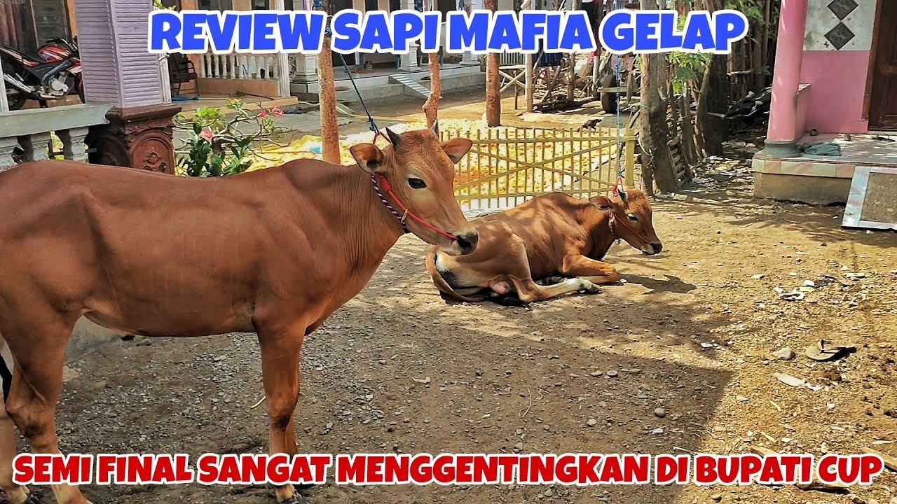 REVIEW SAPI TIM MAFIA GELAP || - YouTube