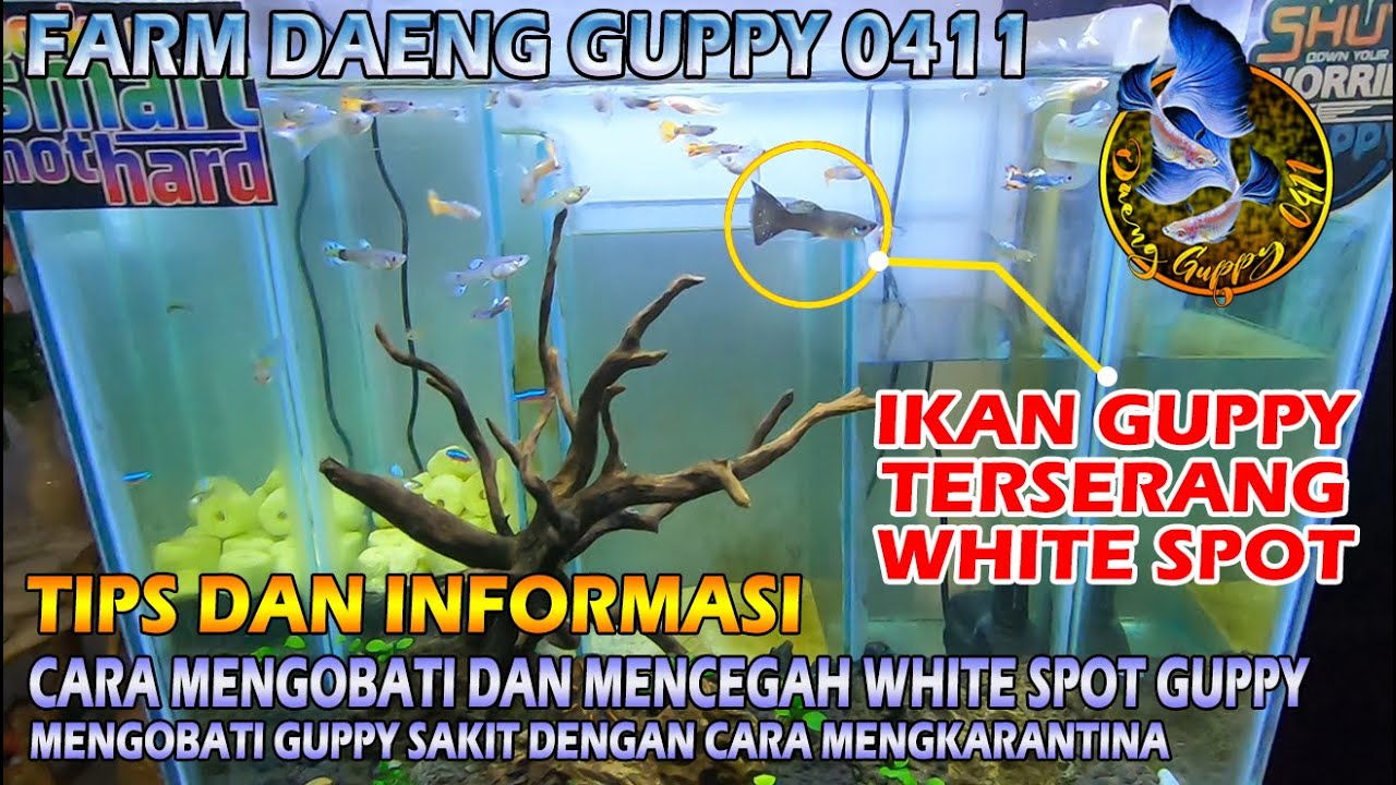 CARA MENGOBATI WHITE SPOT IKAN HIAS GUPPY PENCEGAHAN WHITE SPOT PADA ...