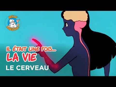 Il était une fois… la Vie 🌱- Le cerveau 🧠