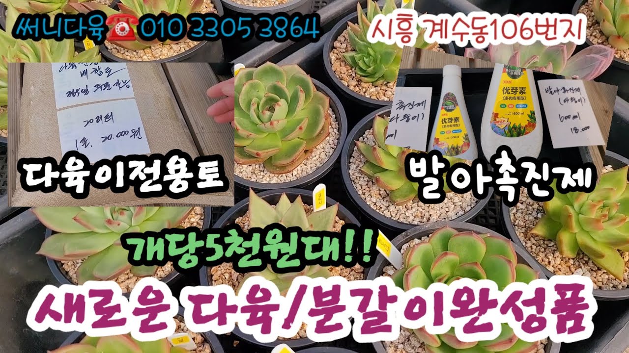 써니다육에 완성품다육 분갈이다해서 뿌리까지 활착그대로 키우세요 발아촉진제 최저가다육배합토무료배송 Youtube