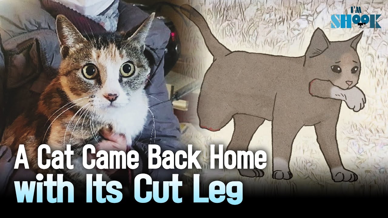 A Cat That Came Back With Its Own Lost Leg - YouTube