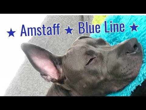 Amstaff Blue Line ⭑ Welpen / Junghund ⭑ Training ⭑ Erziehung ⭑ ( HD ...