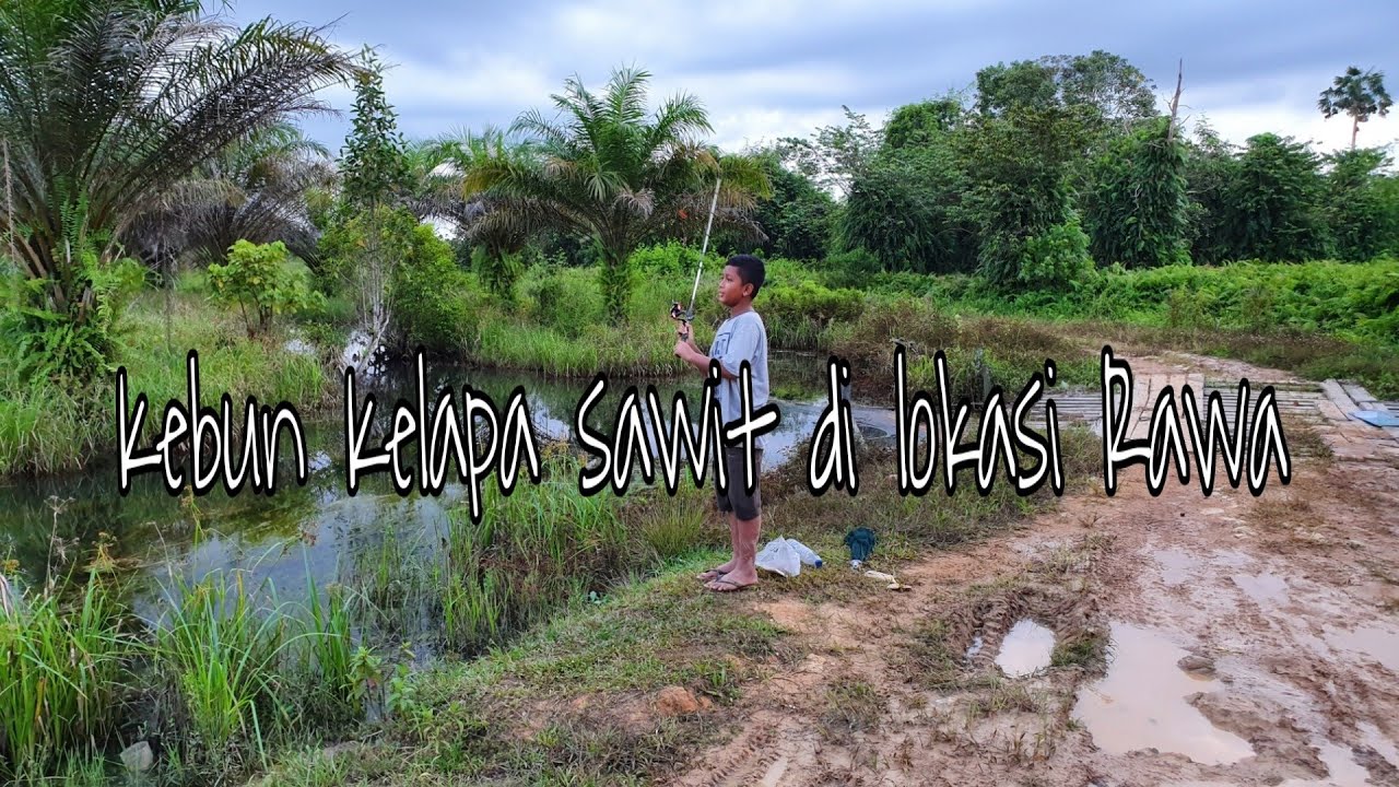 Kelapa sawit di rawa yang sering tergenang air banyak buah nya - YouTube