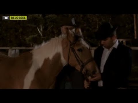 Bu At, Saati Biliyor, Matematik İşlemi Yapıyor - Akıllı Hans Olayı