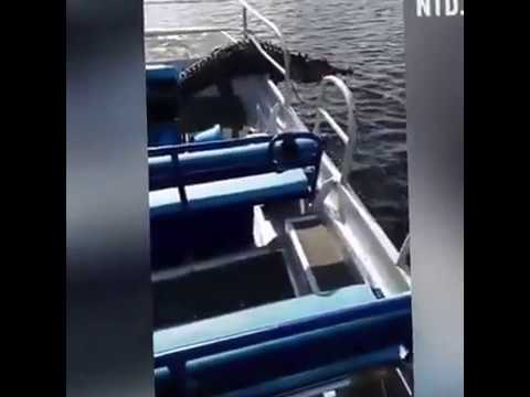 Alligator jumps onto tourist boat. - YouTube