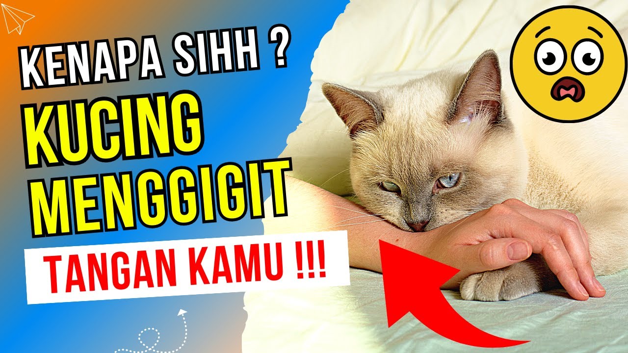 Ternyata ini Alasannya‼️ Kenapa Kucing Selalu Gigit Tangan - kenapa ...