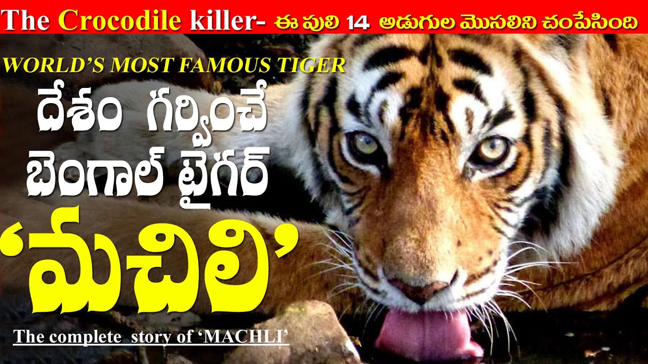 MACHLI, MOST FAMOUS TIGER IN THE WORLD IN TELUGU | MOTHER EARTH CHANNEL ...