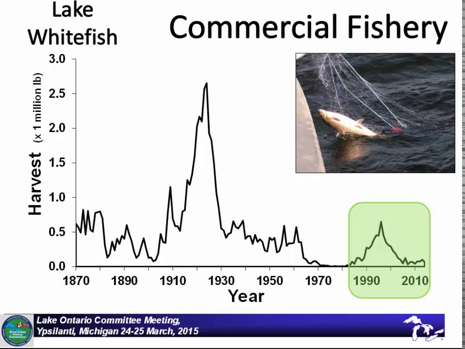 LOC 17 Whitefish Round Whitefish Hoyle - YouTube