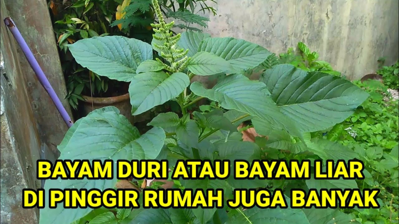 Tanaman Bayam Duri Atau Bayam Liar, Mudah Ditemukan Dan Bisa Diolah Jadi Cemilan - YouTube