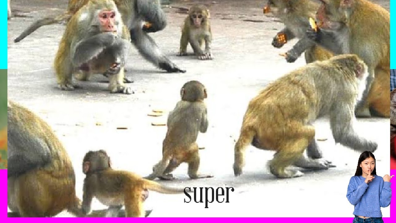 Lovely Beautiful Baby Monkey Playing - YouTube