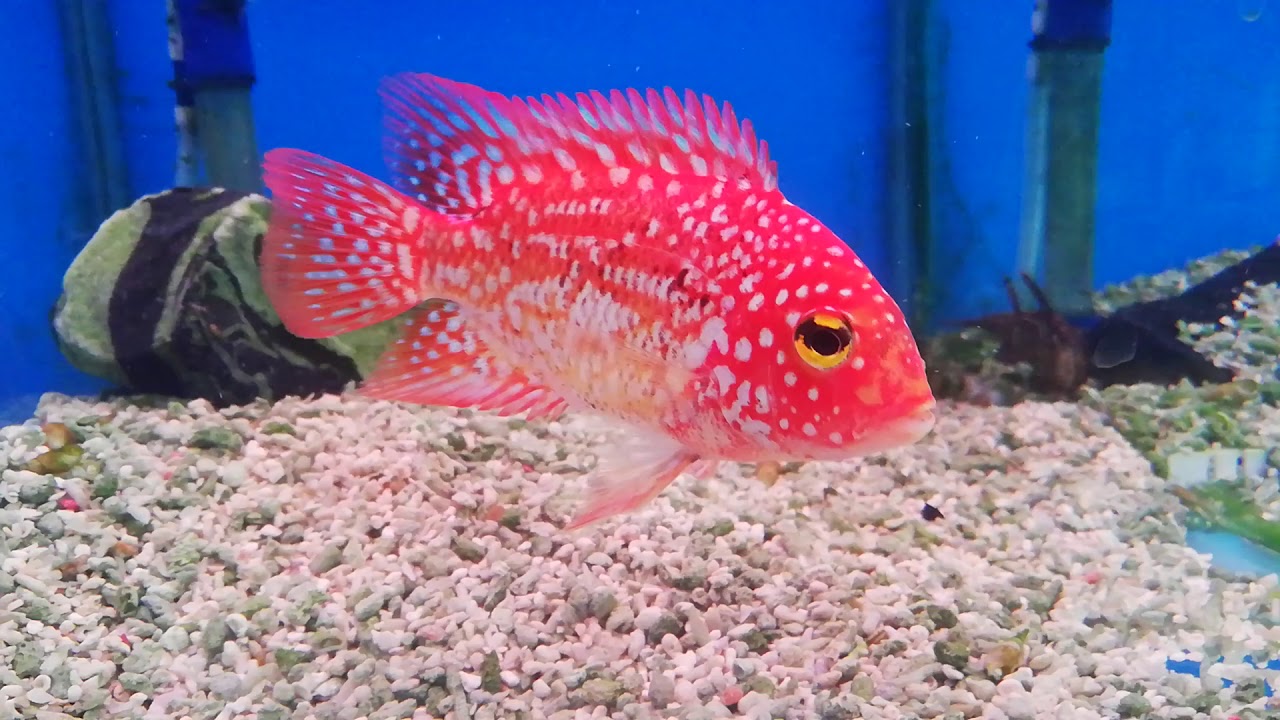 Super Red Texas Cichlid around 4.5 inches - YouTube
