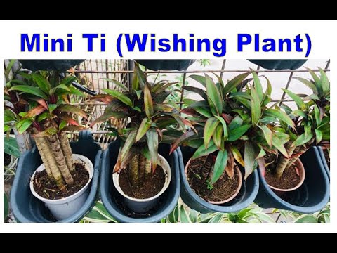 Mini Ti Wishing Plant - YouTube