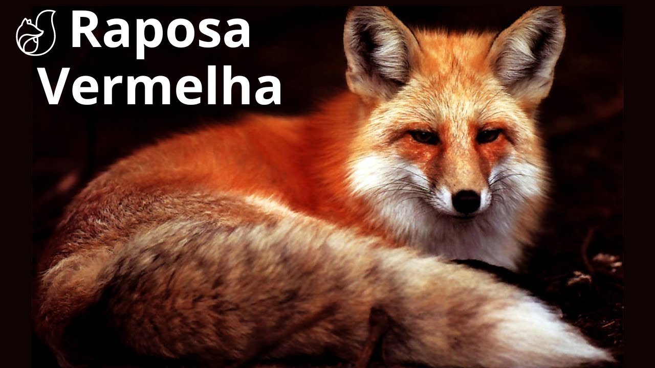 A Astúcia e Inteligência da Incrível Raposa Vermelha (Vulpes Vulpes ...