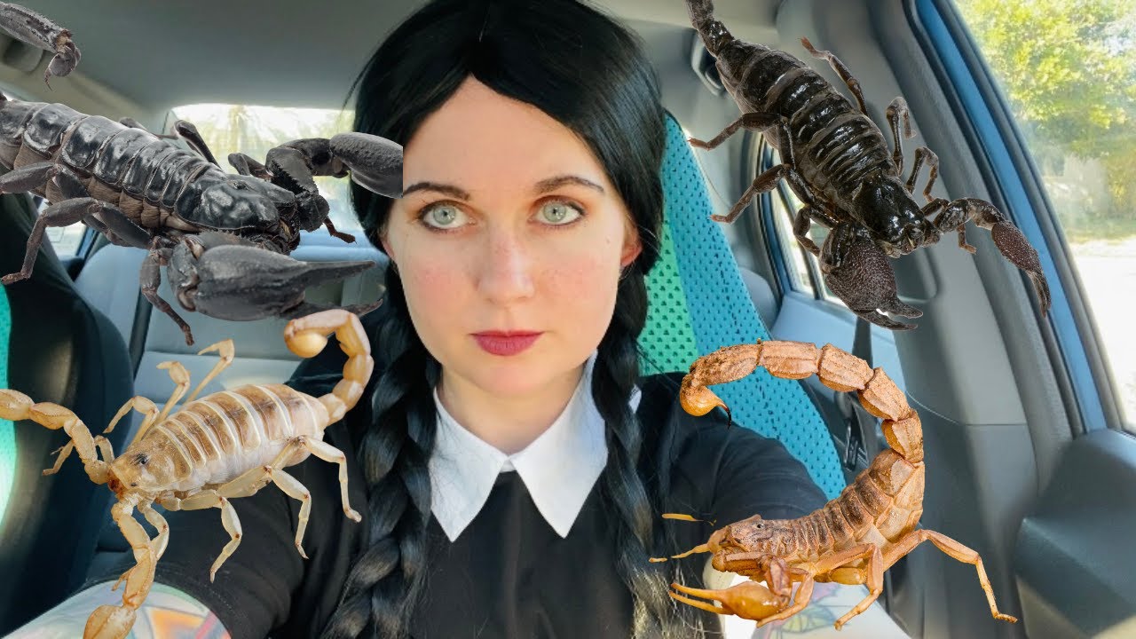 Getting a pet Scorpion while dressed as Wednesday Addams! - YouTube