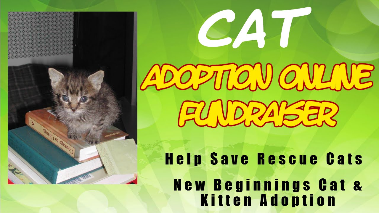 New Beginnings Cat Adoption Online Fundraiser - Saving Rescue Cats ...