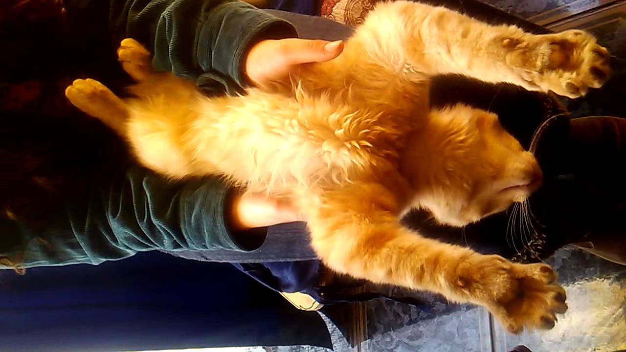 gatito vivo o muerto - YouTube