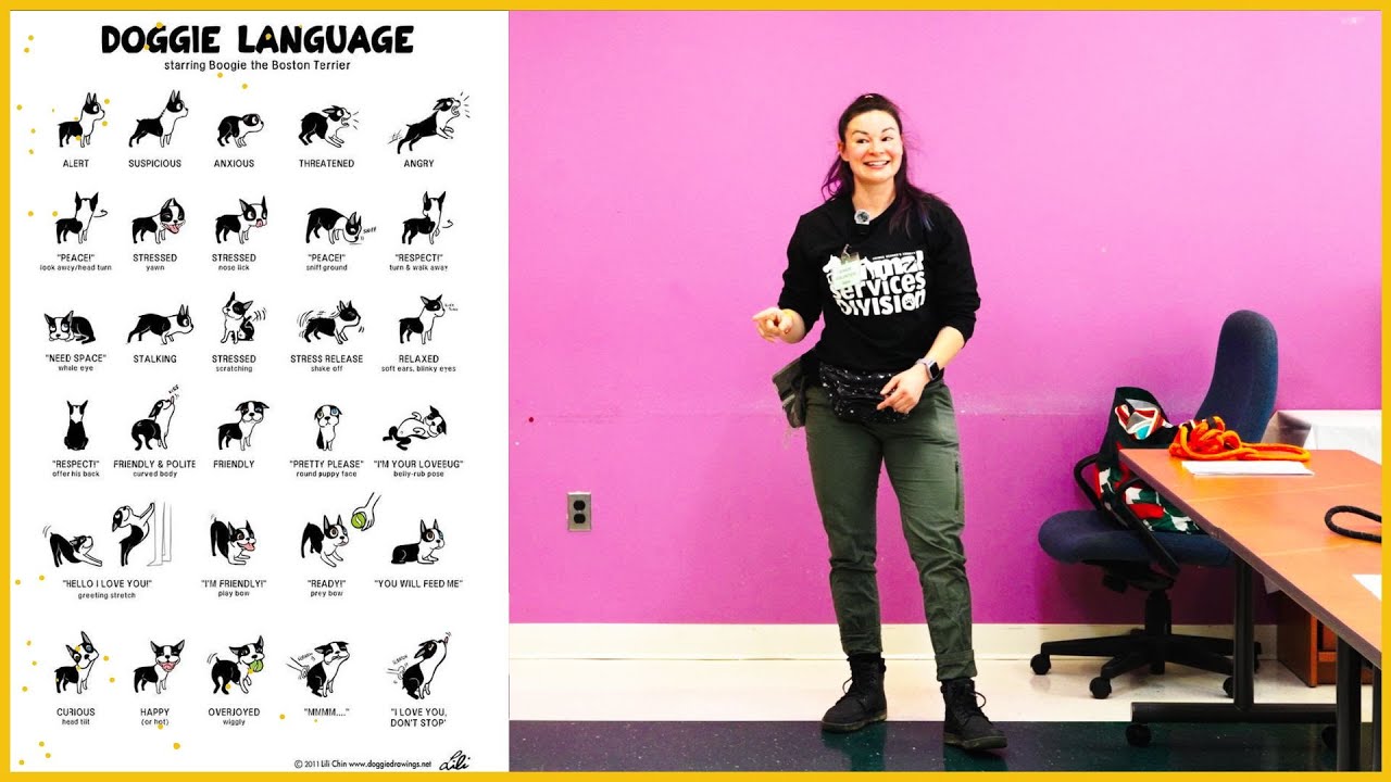 Shelter Dog Handling Lecture - YouTube