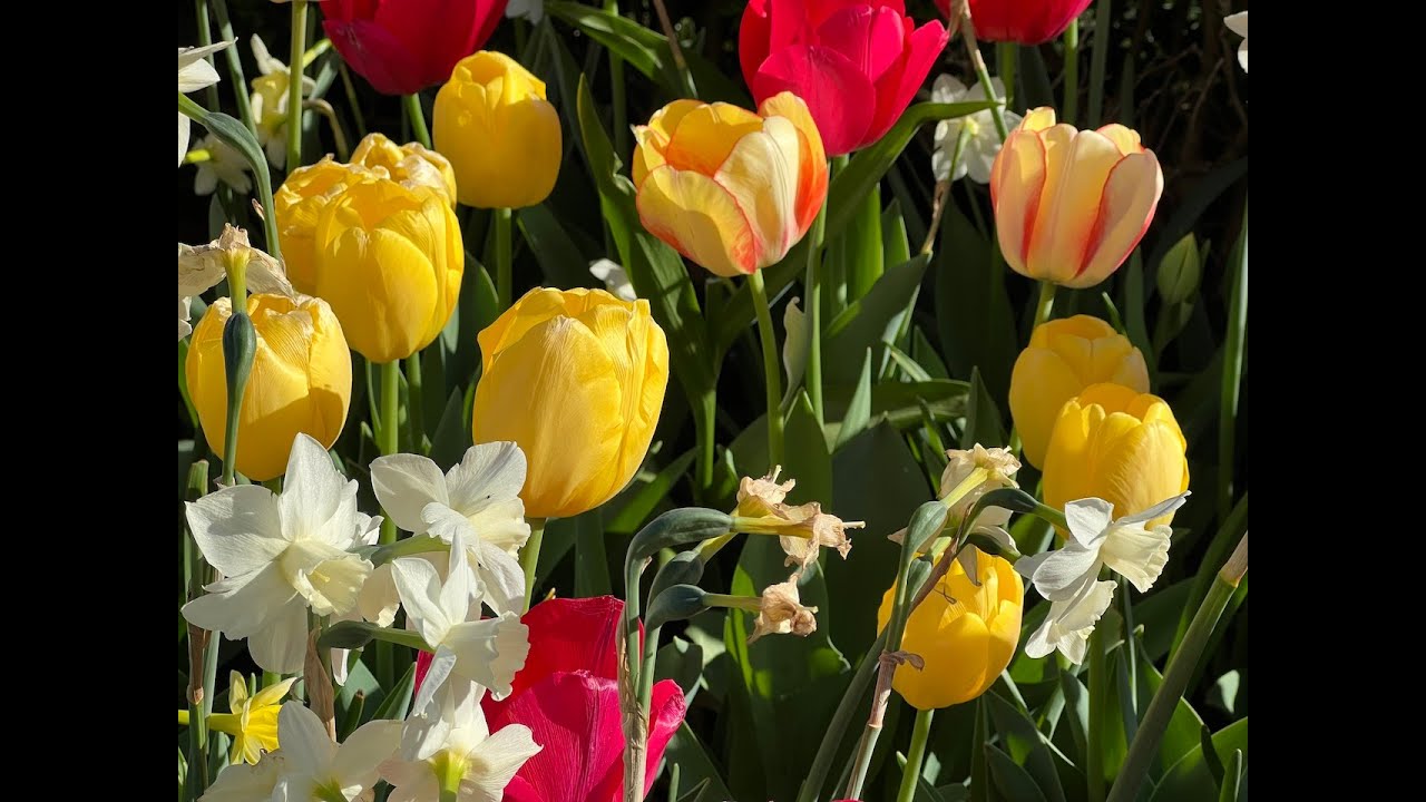 Springtime Spectacle: Dallas Flower Gardens You Must See! 4K 60fps ...