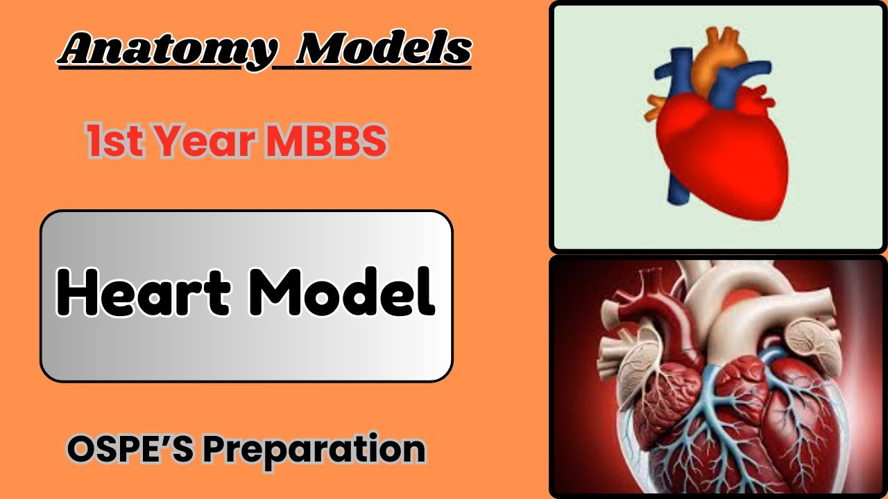 Heart Anatomy Model | Ospe Preparation | CVS and Respiratory module ...