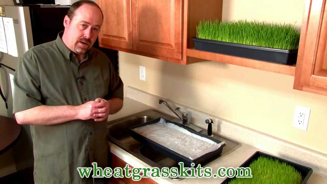 How To Grow Wheatgrass | Growing Wheat Grass - YouTube