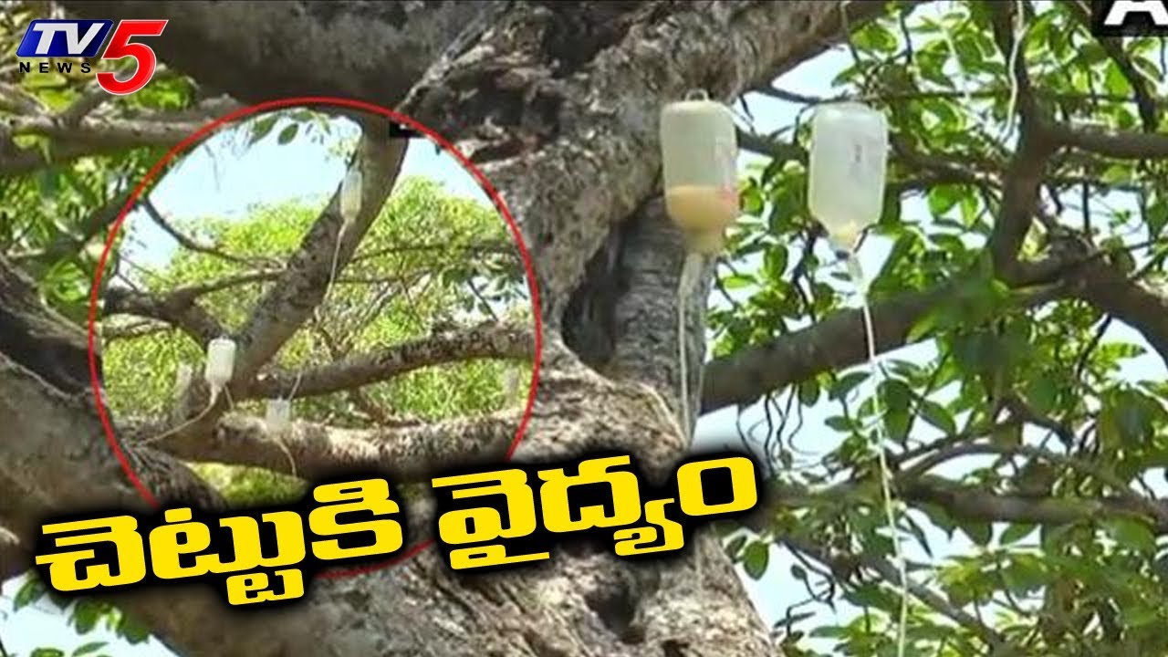 800 ఏళ్లనాటి పిల్లలమర్రికి చికిత్స.. | Pillala Marri | Mahabubnagar ...