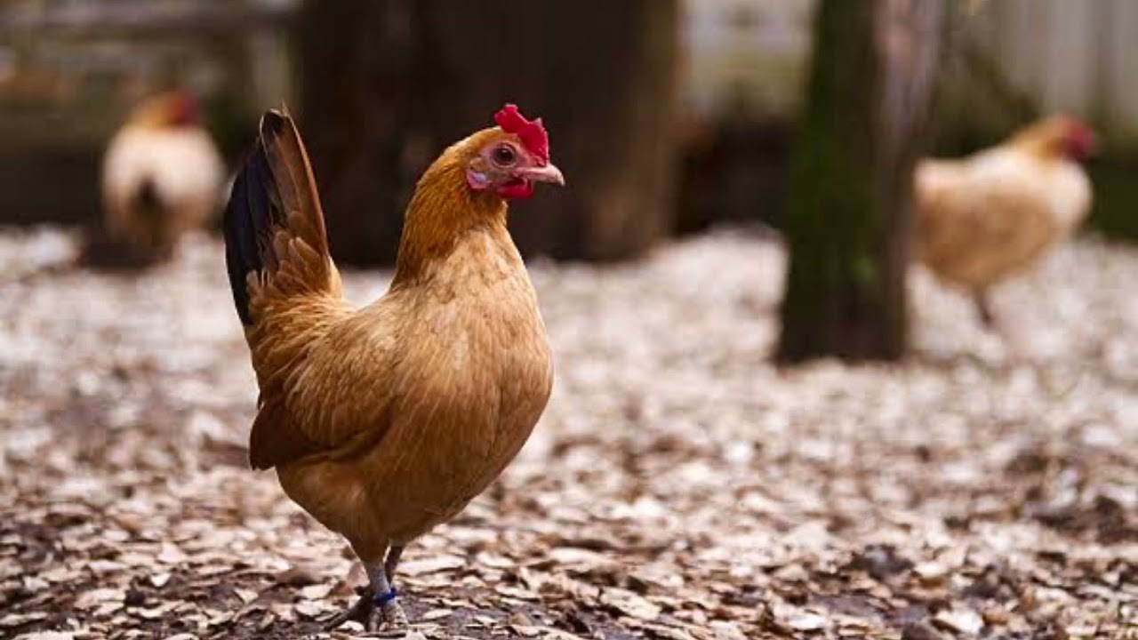 Nankin Bantam Chicken - Everything You Need To Know - YouTube