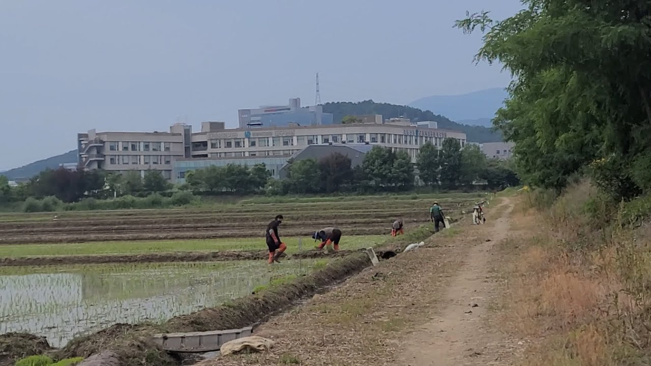 도심 논밭 지역 01, 대구 북구 학정동 구리네거리 논농사 01, Buk-gu, Daegu, Republic of Korea ...