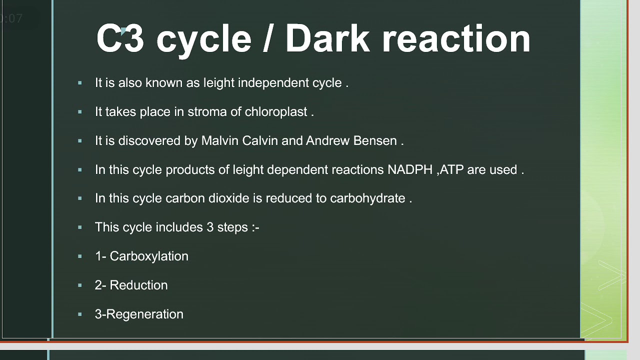 C3 cycle/dark reaction/leight independent cycle - YouTube