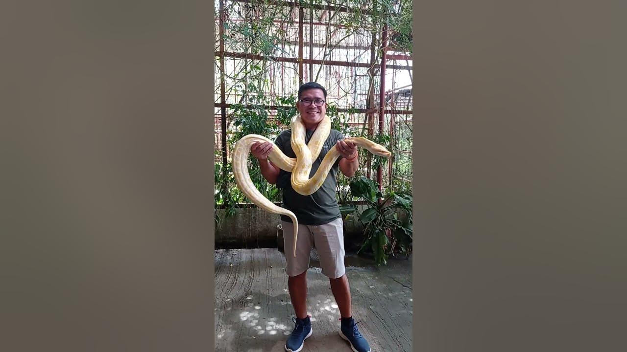 PHYTON sa BOHOL #snake #bohol #experience #viral - YouTube