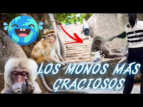 COMPILACIÓN DE MONOS GRACIOSOS (CON DOBLAJE) 😹 - YouTube