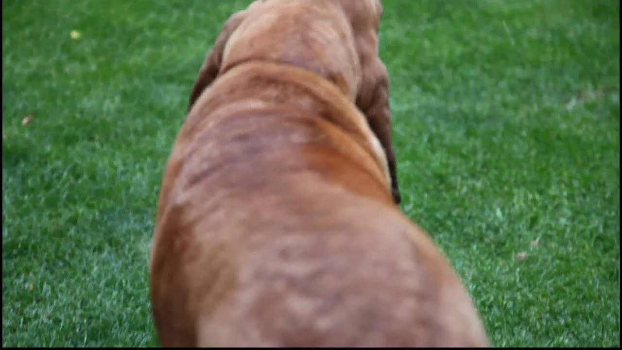 Hela the dog - YouTube